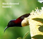 All Thailand Experiences Thailand Bird Watching Tour Page – All ...